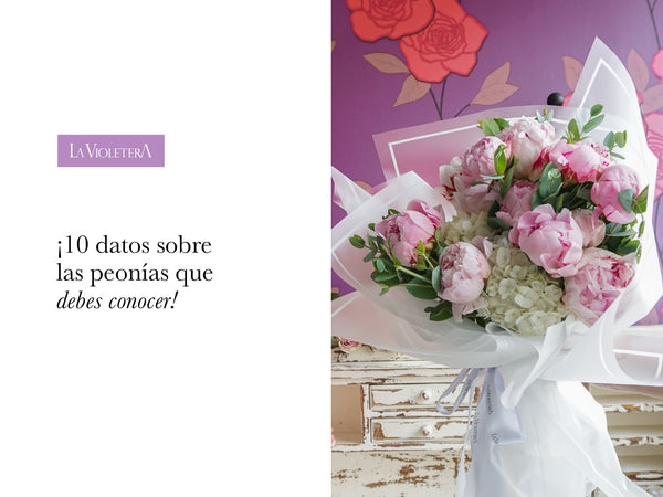 10 datos sobre la hermosa peonía que debes conocer